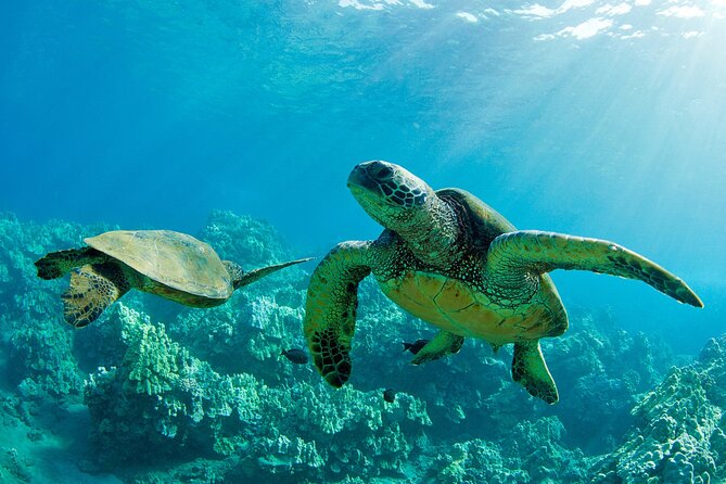 Ultimate North Shore Adventure: Full-Day Hawaiian Experience - Introduction