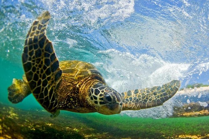 Ultimate North Shore Adventure: Full-Day Hawaiian Experience - A Full Breakdown of the Itinerary