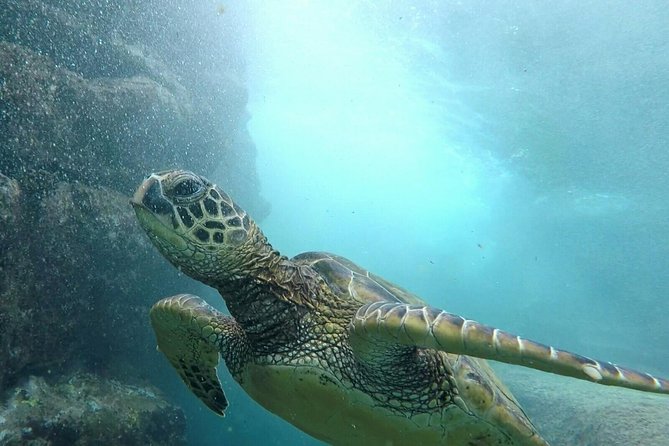 Ultimate Ocean Encounters Midday Snorkel - An Honest Look at the Ultimate Ocean Encounters Midday Snorkel