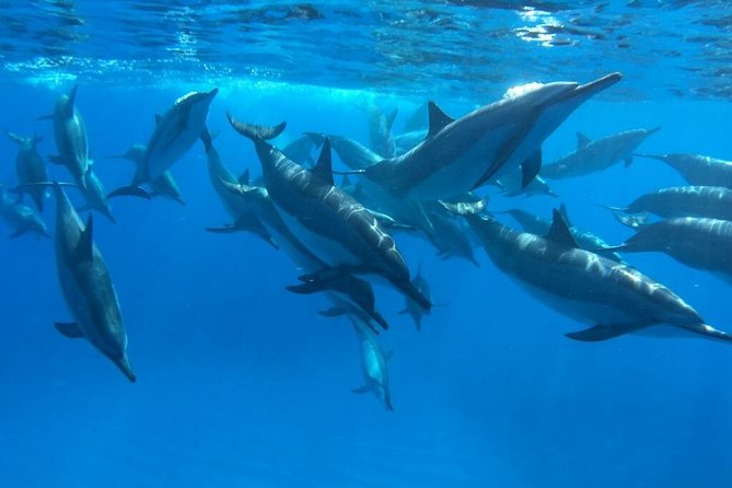 Ultimate Ocean Encounters Midday Snorkel - Key Points