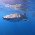 Ultimate Ocean Encounters Midday Snorkel - Setting Sail: The Itinerary Breakdown