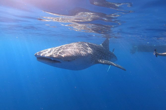 Ultimate Ocean Encounters Midday Snorkel - Setting Sail: The Itinerary Breakdown