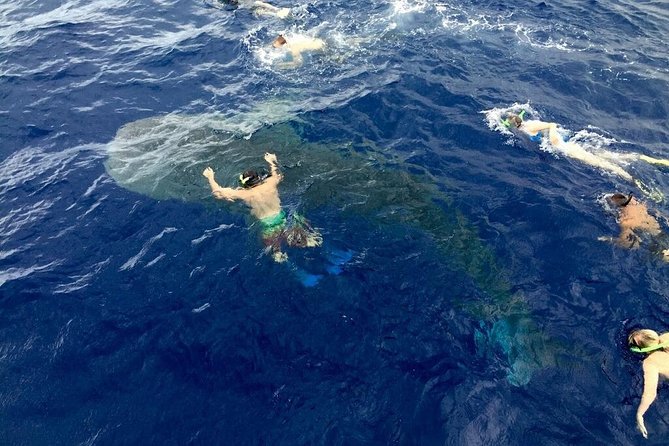 Ultimate Ocean Encounters Midday Snorkel - Authentic Reviews: What Travelers Really Say