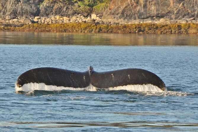 Ultimate Whale Watch and Tracy's Crab Shack Combo - An Encounter with Juneau’s Adorable Marine Giants