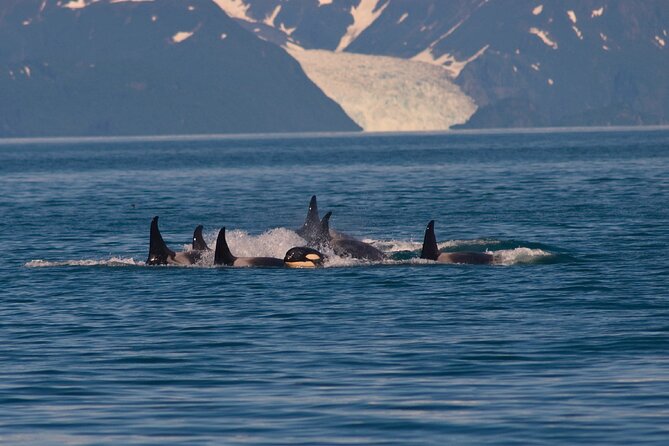 Ultimate Whale Watch and Tracy's Crab Shack Combo - Tracy’s Crab Shack: A Feast for the Senses