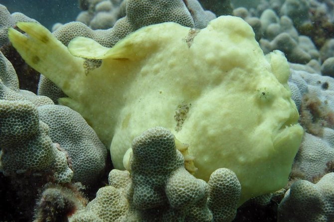 Underwater Scooter Dive (Certified Divers Only) Makena Wailea - The Itinerary and What to Expect