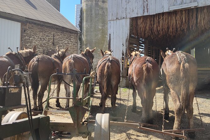Unique Amish Immersion in Lancaster - Key Points