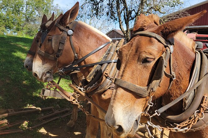 Unique Amish Immersion in Lancaster - Why This Tour Offers Great Value for Your Money