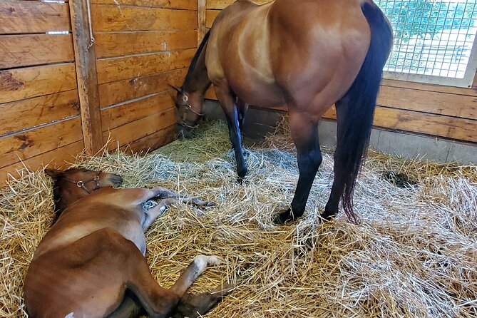Unique Horse Farm Tours with Insider Access to Private Farms - Unique Horse Farm Tours with Insider Access to Private Farms