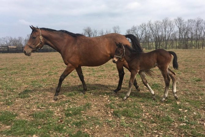 Unique Horse Farm Tours with Insider Access to Private Farms - Key Points