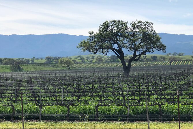 Unique Santa Barbara Wine Country Private Wine Tours and Tastings - Practical Details: What You Need to Know