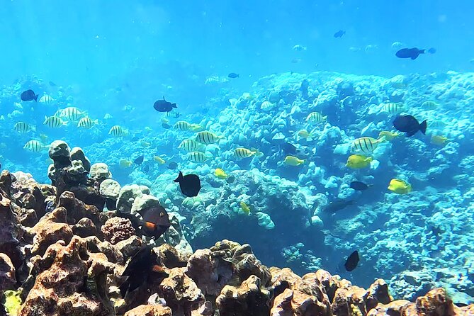 Unlimited Guided Snorkeling Tour for Beginners Plus - FAQs