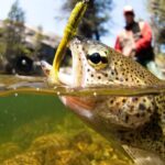 Upper Colorado River Guided Fly Fishing Trip - Who Would Love This Experience?