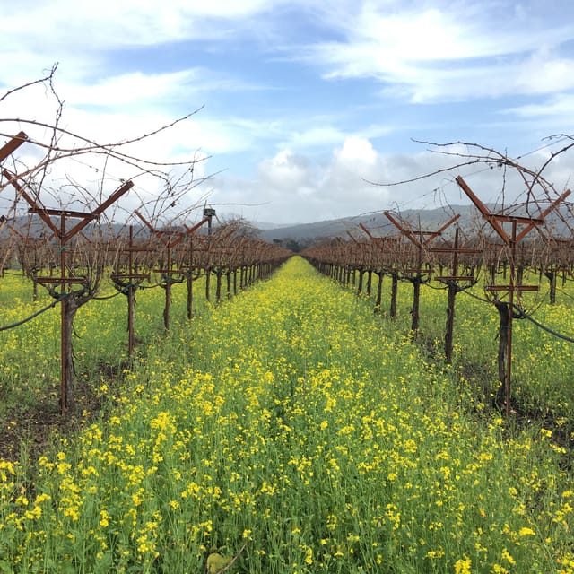 USA/California/Napa: Private Wine Tour for up to 6 guests - How Does the Pricing Reflect the Value?