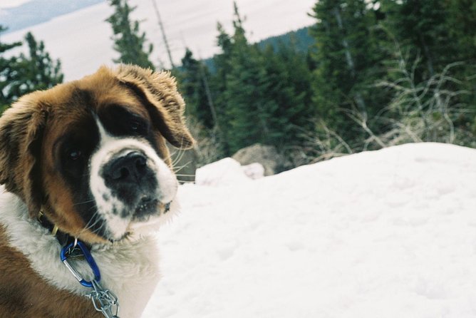 UTV OR Snow Mobile & Snowshoe Winter Adventures from Reno - The Scenery and Guides
