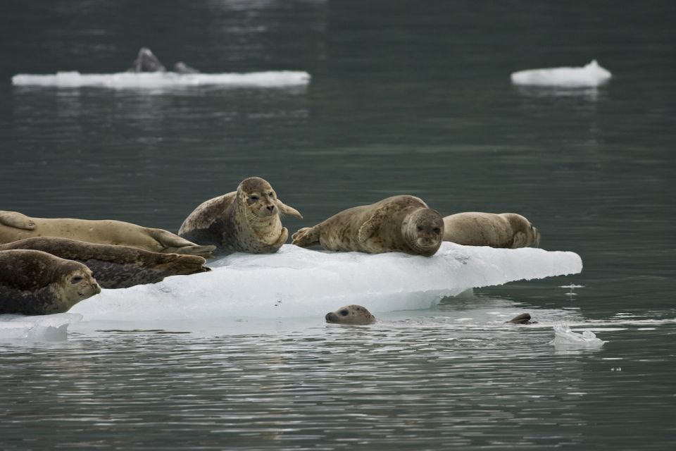 Valdez: 6-Hour Columbia Glacier Cruise - Frequently Asked Questions