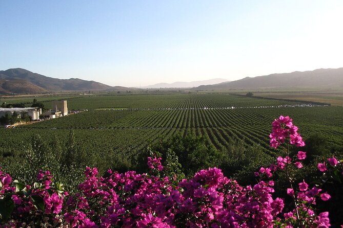 Valle de Guadalupe Winery and Vineyard Tour from San Diego - A Detailed Look at the Valle de Guadalupe Winery and Vineyard Tour from San Diego