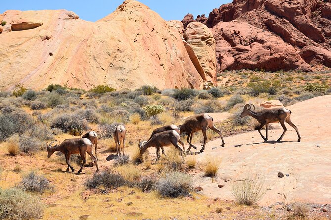 Valley of Fire and Lost City Museum Tour from Las Vegas - FAQ