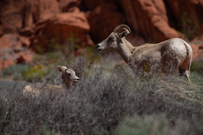 Valley of Fire Guided Hiking Tour and Mojave Desert Adventure - An Authentic Nevada Adventure: What’s Included and What’s Not