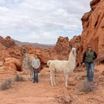 Valley of Fire Llama Hikes - Why This Experience Offers Great Value