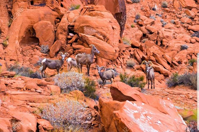 Valley of Fire State Park Day Tour from Las Vegas - A Complete Look at the Valley of Fire Tour
