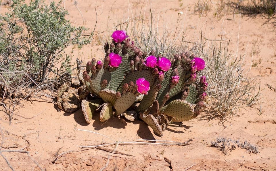 Valley of Fire VIP Small Group Tour From Las Vegas - Transportation and Comfort