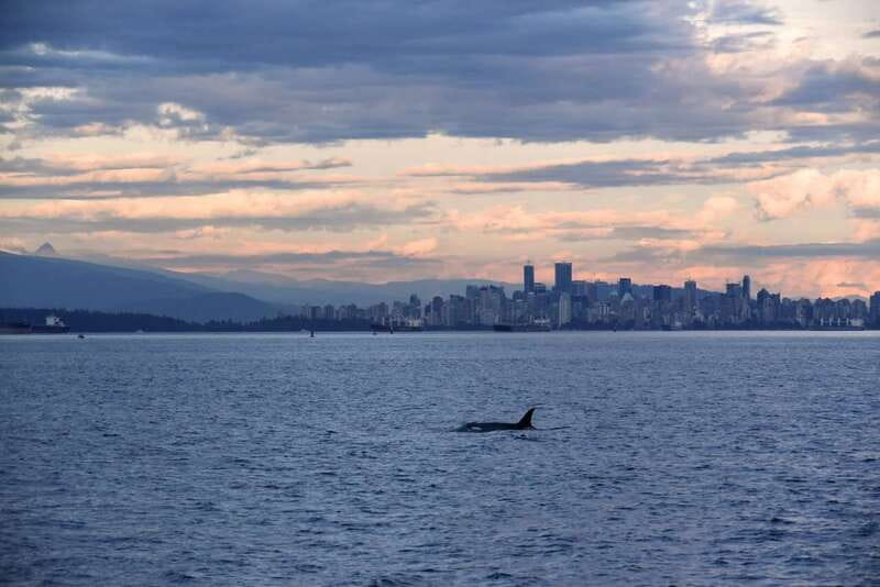 Vancouver: Covered Whale Watching Adventure with Free Photos - Introduction