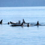 Vancouver: Covered Whale Watching Adventure with Free Photos - The Itinerary: What to Expect on This Vancouver Whale-Watching Tour