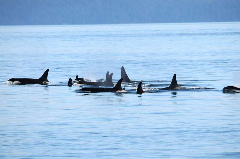 Vancouver: Covered Whale Watching Adventure with Free Photos - The Itinerary: What to Expect on This Vancouver Whale-Watching Tour