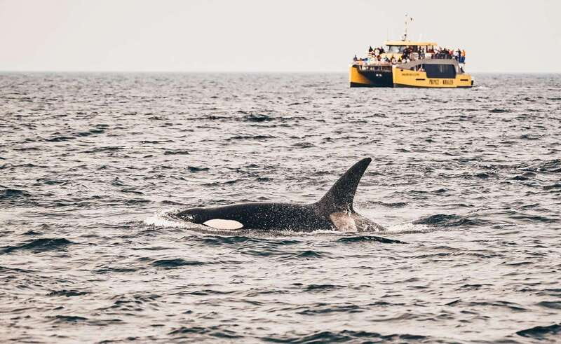 Vancouver: Covered Whale Watching Adventure with Free Photos - What Sets This Tour Apart