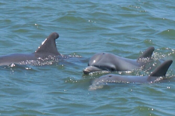 Vanishing Mile Isle Beachcomber Tour - Why This Tour Offers Great Value