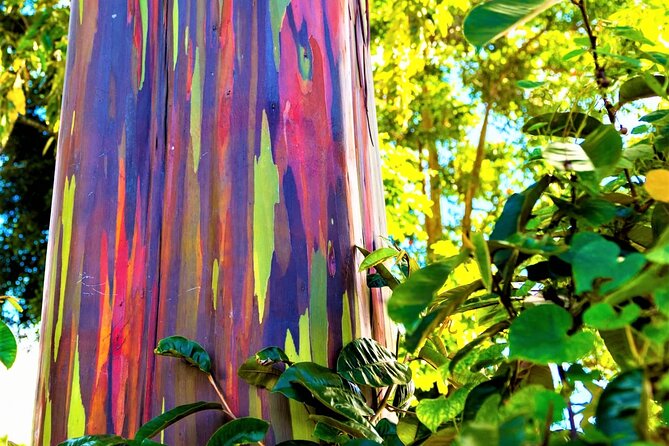 Viator Exclusive: Maui Tropical Rainforest Small Group Tour - Key Points  
