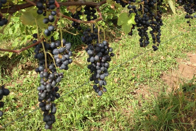 Vintage Wine Tour In Niagara County USA - Introduction