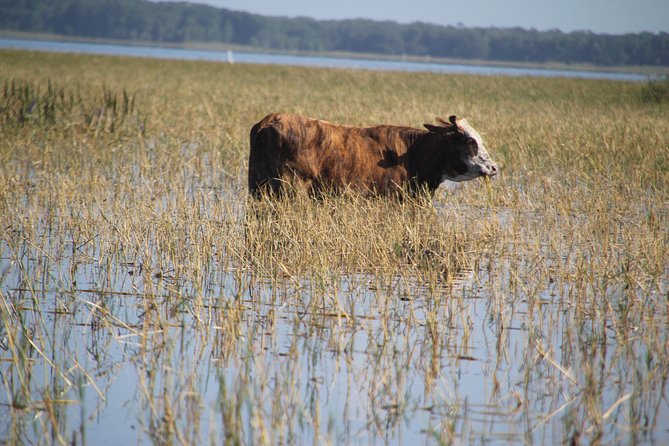 VIP Private Airboat Tour near Orlando - Insights from Reviews