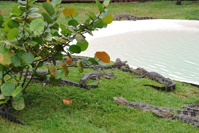 VIP Private Airboat Tour near Orlando - The Sum Up: Is It Worth It?