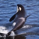 VIP Private Alaska Native Excursion (Cultural, Scenic Experience) - Who Is This Tour Best For?