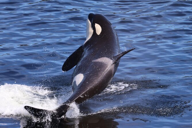 VIP Private Alaska Native Excursion (Cultural, Scenic Experience) - Who Is This Tour Best For?