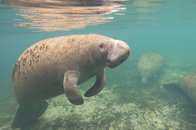 VIP Private Boat Manatee Snorkel Tour with In-Water Guide and Photograper - The Heart of the Experience: What to Expect
