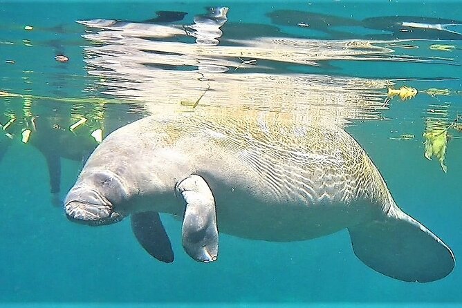 VIP Private Boat Manatee Snorkel Tour with In-Water Guide and Photograper - Final Thoughts: Is This Tour for You?