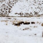 VIP Private North Yellowstone National Park Winter Excursion - What’s Included and What to Keep in Mind