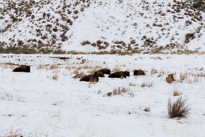 VIP Private North Yellowstone National Park Winter Excursion - What’s Included and What to Keep in Mind