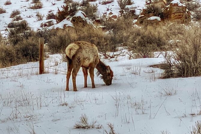 VIP Private North Yellowstone National Park Winter Excursion - Who Will Love This Tour?