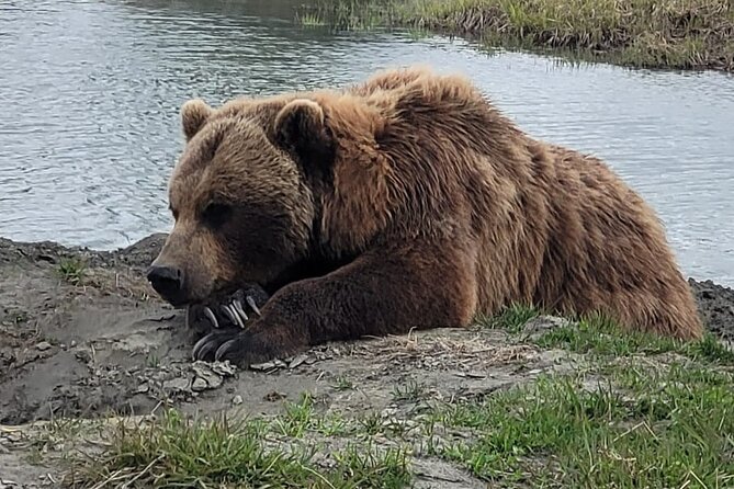 VIP Tour from Anchorage to Alaska Wildlife Conservation Center - Key Points