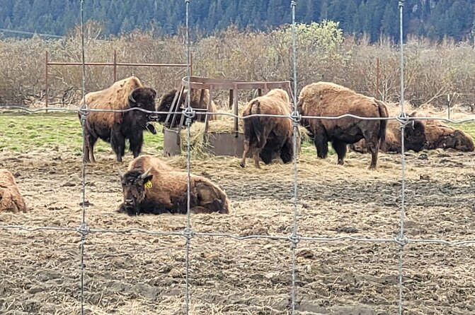 VIP Tour from Anchorage to Alaska Wildlife Conservation Center - What to Expect from the Tour