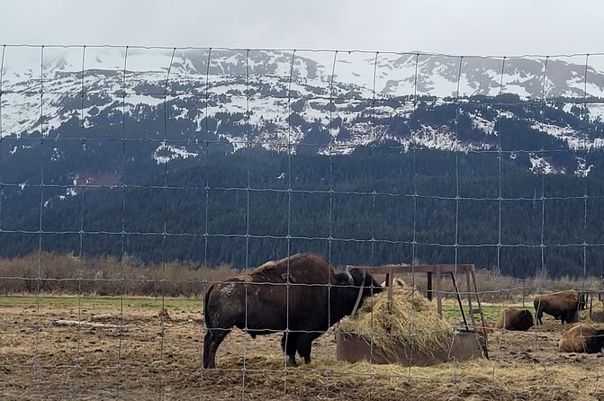 VIP Tour from Anchorage to Alaska Wildlife Conservation Center - A Closer Look at the Experience