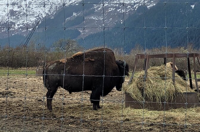 VIP Tour from Anchorage to Alaska Wildlife Conservation Center - The Sum Up