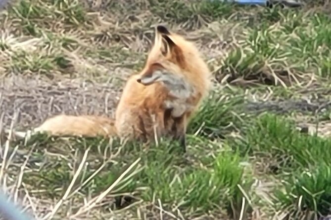 VIP Tour from Anchorage to Alaska Wildlife Conservation Center - FAQ