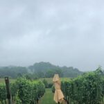 Virginia Winery Excursion by Luxury Vehicle Three wineries - What’s Included and What’s Not