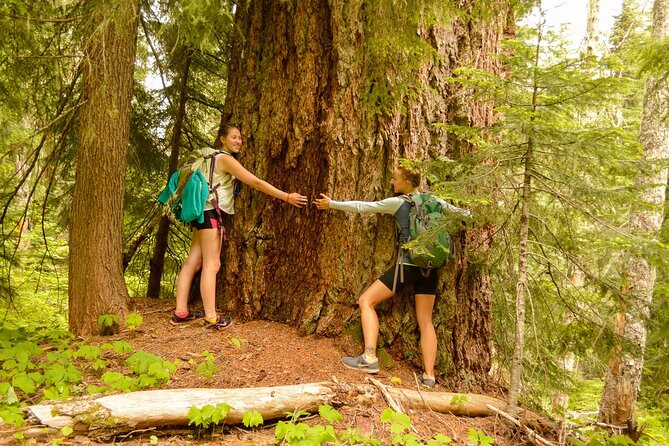 Visit Snoqualmie waterfall and an old Forest (Transport Included) - Exploring the Beauty of Snoqualmie Waterfalls and Ancient Forests: An In-Depth Review