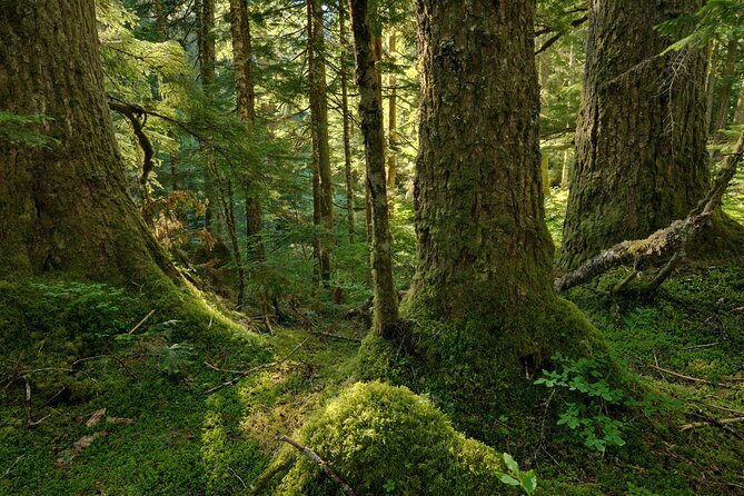 Visit Snoqualmie waterfall and an old Forest (Transport Included) - An Overview of the Tour Experience
